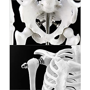 QWORK Human Skeleton Anatomical Model, Scientific Model, Miniature Skeleton Model with Movable Arms and Legs, for Medical Training & Classroom Education