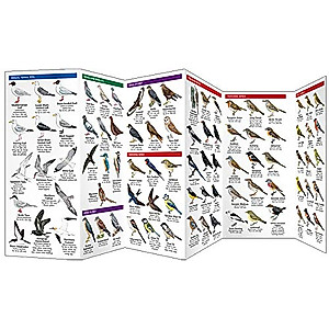 Ireland Birds: A Folding Pocket Guide to Familiar Species (Nature Observation International)