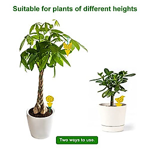 72 Pack Sticky Traps Indoor, Plant Trap Fungus Gnat Trap for House Plant, Gnat Killer Indoor and Outdoor, Bug Killer Fruit Fly Trap Non-Toxic