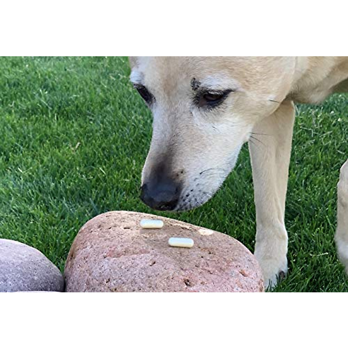 Essential Pet Probiotics with Direct-fed Microorganisms for Digestive Support in Dogs