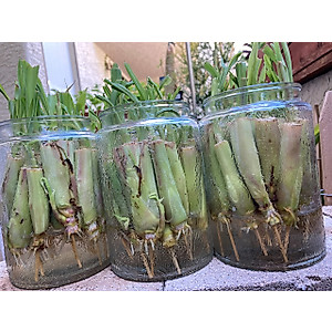 8 Rooted Lemongrass Stalks 5-6 inches Long Ready to Plant | Fast Growing Lemon Grass Live Plant