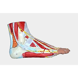 Medical Anatomical Foot Skeleton Model with Ligaments, Muscles, Nerves and Arteries, 9-Part, Life Size, Finest Details