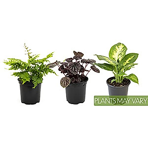 Essential Houseplant Collection (3PK) Live Plants Indoor Plants Live Houseplants in Plant Pots, Easy House Plants Indoors Live, Snake Plant, Pothos in Potting Soil, Clean Air Plants by Altman Plants