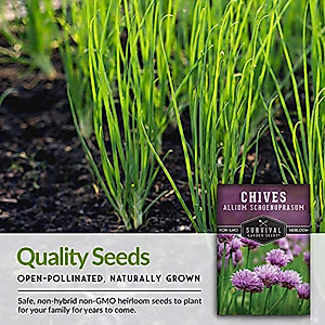Survival Garden Seeds - Common Chives Seed for Planting - Packet with Instructions to Plant and Grow Delicious Perennial Herbs in Your Home Vegetable Garden - Non-GMO Heirloom Variety