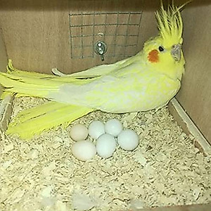 WOLEDOE 8Pcs Fake Bird Eggs, Stop Egg Laying fit Cockatiels, Green Cheeks, Lovebird, Ringneck Dove, Lorikeet, Bourke Parakeet, Quaker Parrots