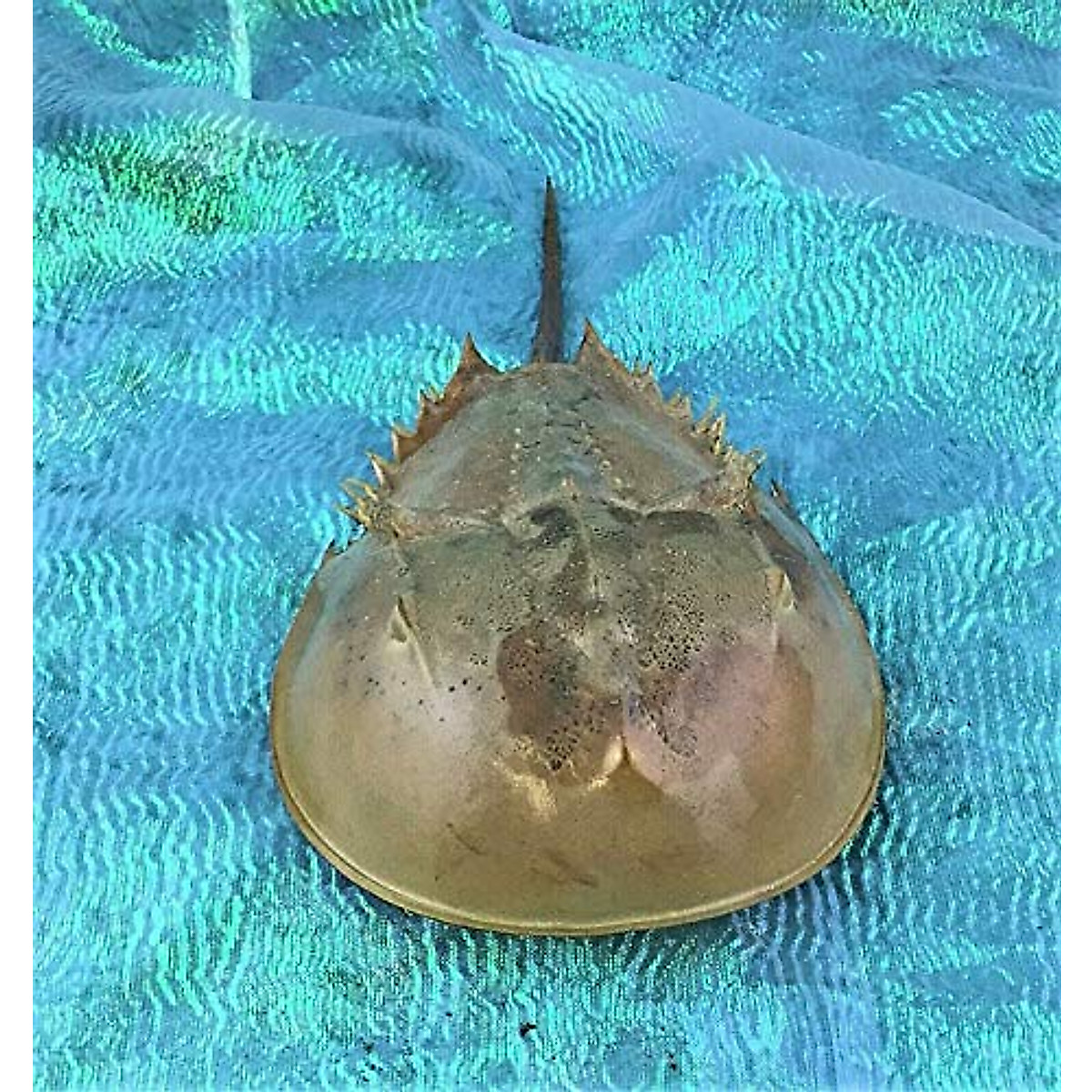 Real Horseshoe Crab Shell with Legs Shell Specimen Collectible
