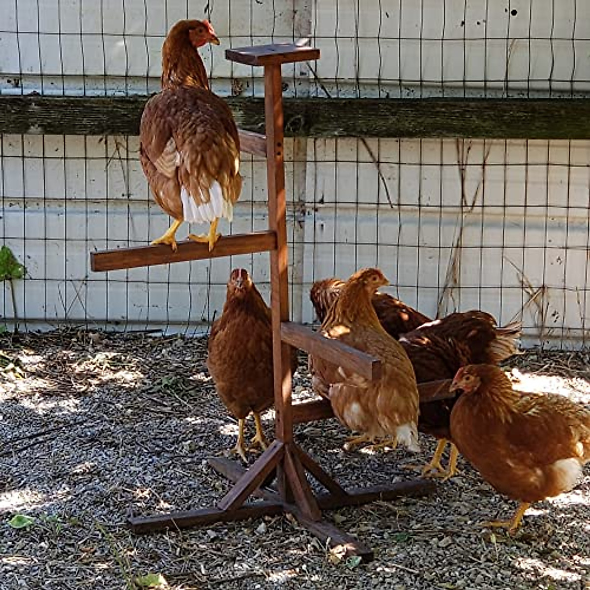 Coops & Feathers Roosting Perch-A Perfect Bird's Eye View (Small)