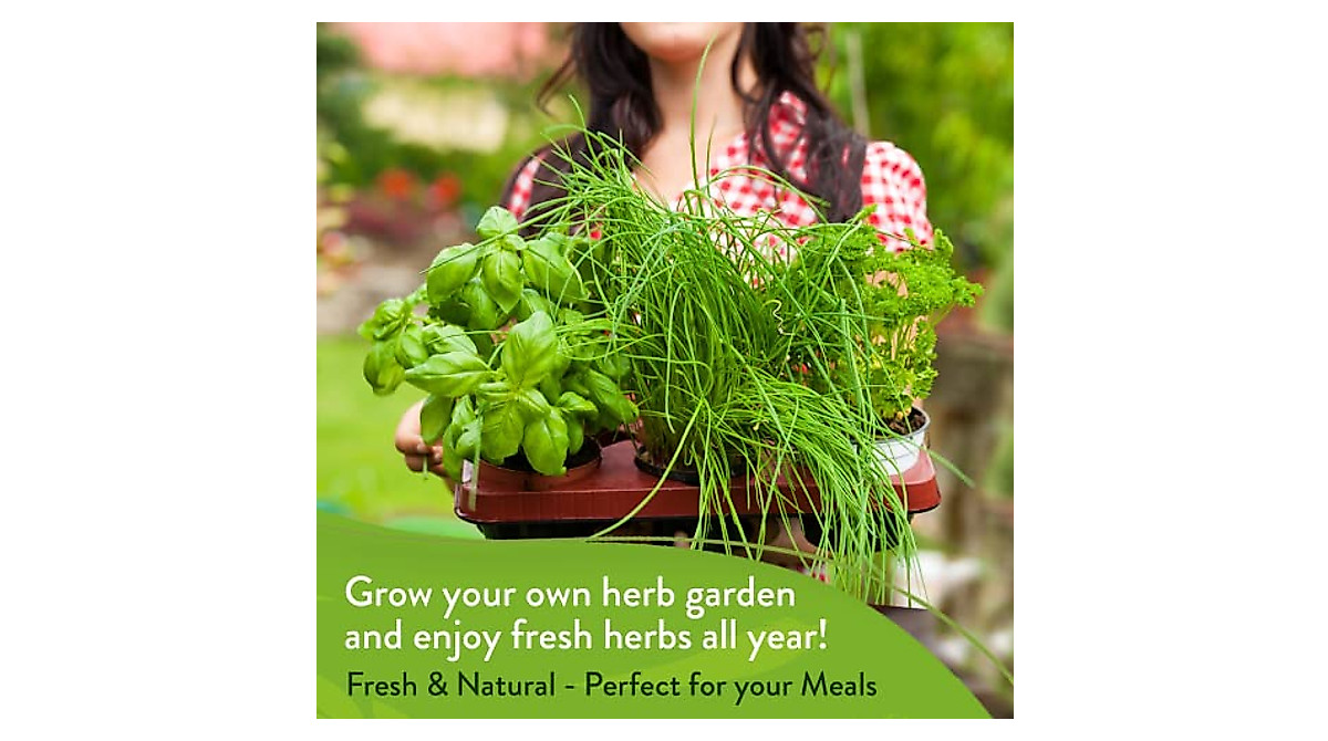 500+ Santo Cilantro Seeds for Planting Indoors or Outdoors - Non-GMO ...