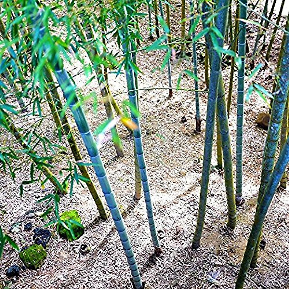 LaBoos Bulk Colorful Kids Bamboo Toothbrushes,Best Nature Manual Travel Toothbrush, New Extra Soft Compact Bristle Gum Toothbrush,Best Toothbrush For Gingivitis And Sensitive teeth (8 PCS)