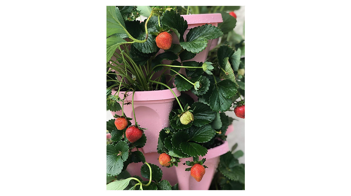 5-Tier Pink Strawberry Planter - Stackable Herb Pots