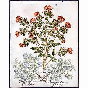 [False saffron (safflower)] Cnicus sativus; [Chamomile] Chamemelum Romanum flore simplici; [Roman chamomile] Chamemelum Romanum flore multiplici