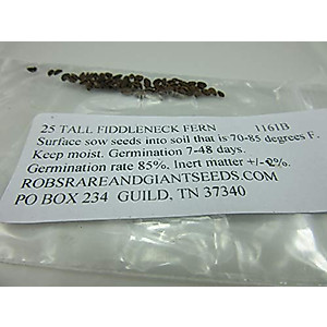 1161B-Tall Purple Fiddleneck (Phacelia tanacetifolia) Seeds by Robsrareandgiantseeds UPC0764425787952 Non-GMO,Organic,USA Grower,Bonsai,1161-B Package of 25 Seeds