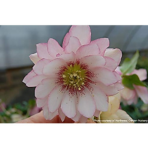 Perennial Farm Marketplace Helleborus x W.J. 'Cotton Candy' (Lenten Rose) Perennial, 1 Quart, Pink Flowers