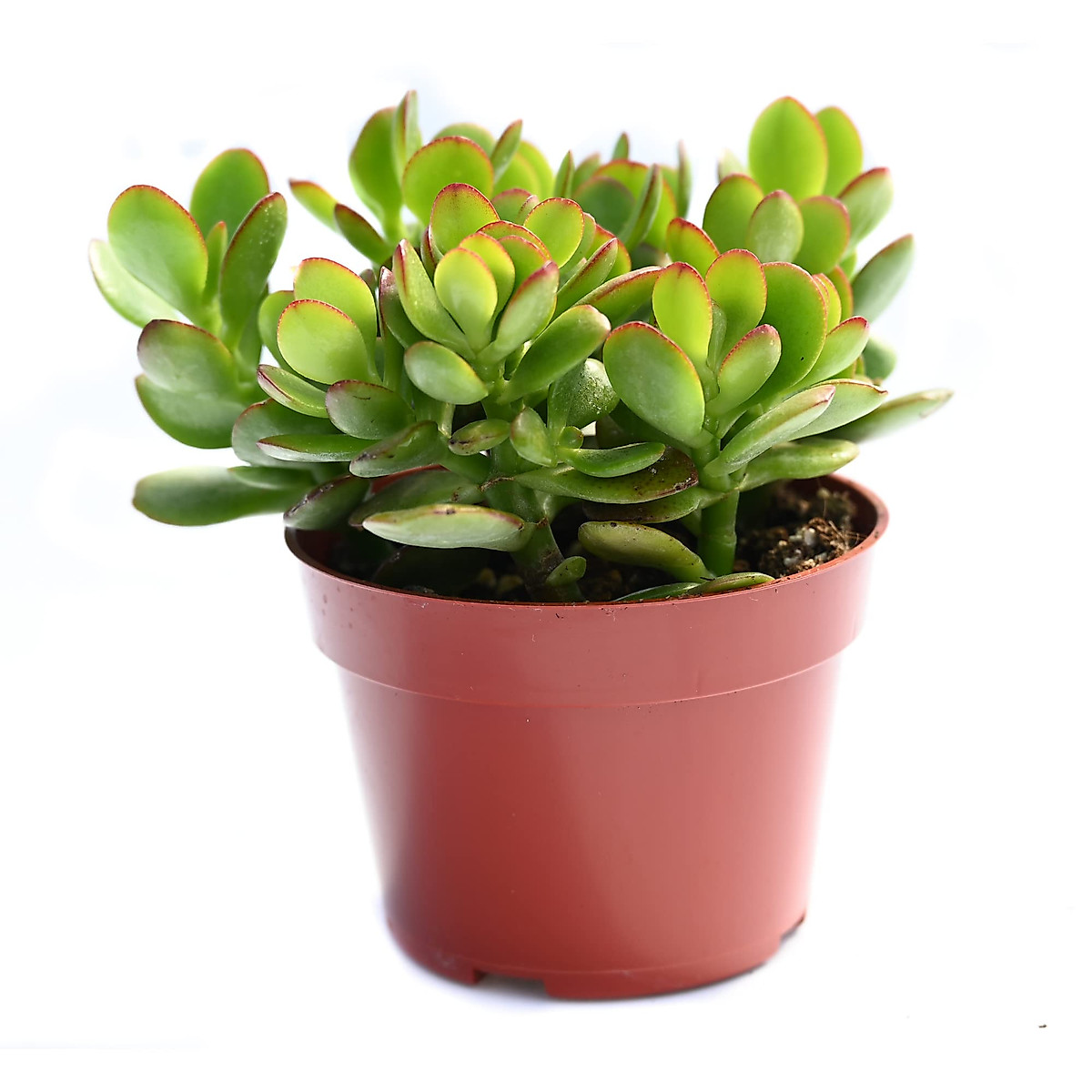 Live Jade Succulent Plant – Crassula Ovata Jade Succulent - Fully Rooted 4-Inch Jade Succulent