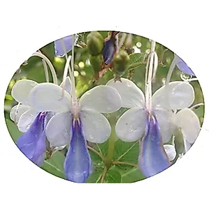 Blue Butterfly Bush Tropical Live Plant Clerodendrum Ugandense Unique Unusual Shaped Flower Starter Size Emeralds TM