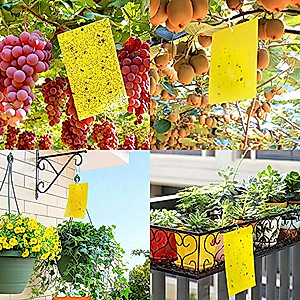 Kensizer 20-Pack Fruit Fly Trap, Yellow Sticky Gnat Traps Killer for Indoor/Outdoor Flying Plant Insect Like Fungus Gnats, Whiteflies, Aphids, Leaf Miners - 6x8 in, Twist Ties Included