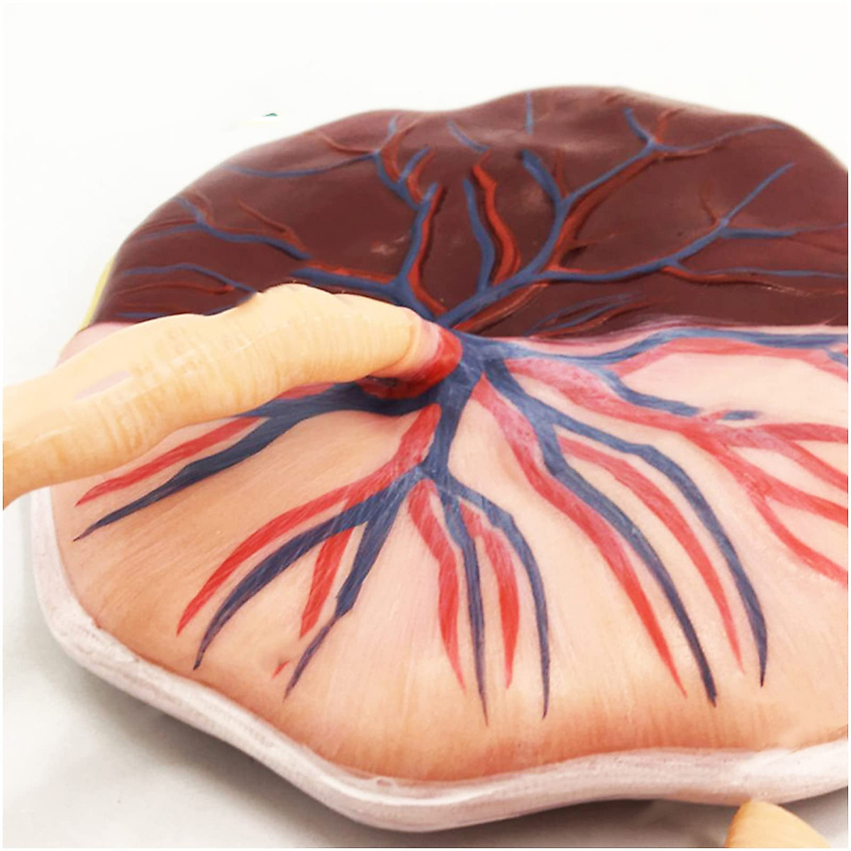 KH66ZKY Human Placenta Umbilical Cord Model - Reproductive System Anatomical Model - Human Internal Organs Medical Educational Training Aid