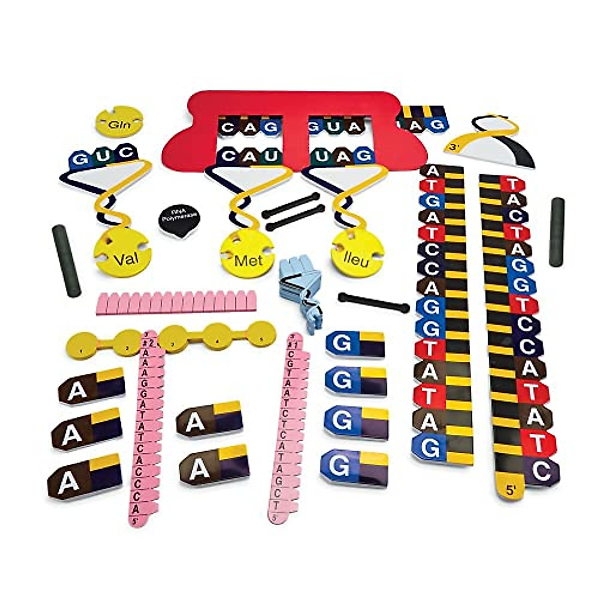 Protein Synthesis Manipulatives Kit