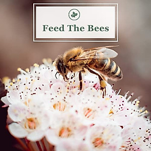 Sow Right Seeds - Large Full-Color Packet of Mixed Sunflower Seed to Plant - Non-GMO Heirloom - Instructions for Planting - Wonderful Gardening Gift (1)