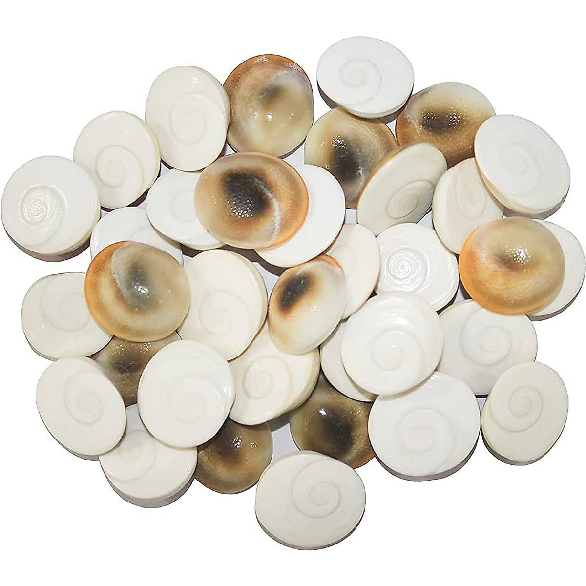 SAI MART Natural Gomti 11piece River Stone Gomati Chakra for Lakshmi/Laxmi Puja Pooja Peace,Prosperity,Energized and Wealt,Success
