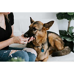 Punkin Butt for Pets Puppy Teething Oil to Stop Chewing and Relieve Discomfort | All Natural, Organic, Safe for Dogs, Chemical-Free (2 oz)