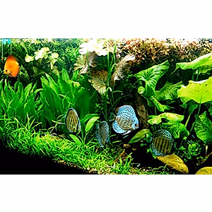Aquatic Discounts - 3 Different Live Aquarium Plants - Anacharis + Hornwort + Java Fern BUY2GET1FREE!