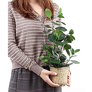 SAROSORA Artificial Ficus Tree Fake Plants in Weaved Pot 20" Height for Living Room Decor Indoor Home Office Ins Style (Green, 1)