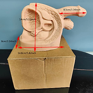 SIULAS Male Reproductive Organ Model - Anatomical Training Manikin - PVC Material, Light Brown, For Medical Professionals, Students, and Educators