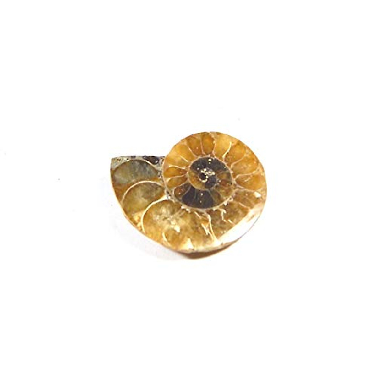 XUETZALCOATL Shridara Sudarshan Shaligram 1.5cm - 2.5cm from Kali Gandaki 1 pcs