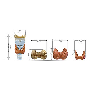 Thyroid Model Set | Human Body Anatomy Replica of Thyroid w/Diseases for Doctors Office Educational Tool | GPI Anatomicals