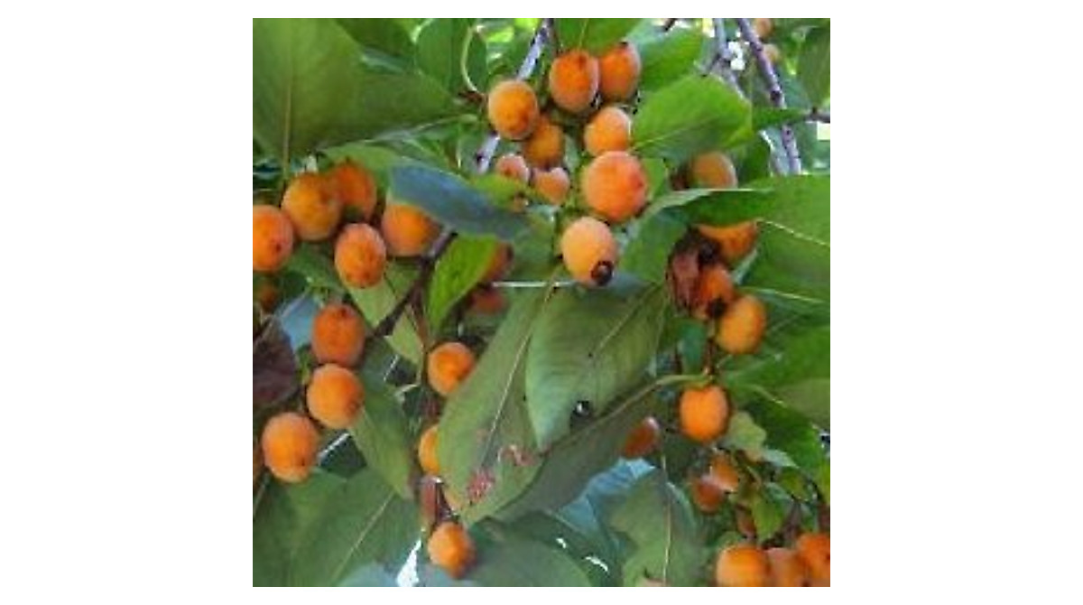 Buy Date Plum Persimmon Tree Seeds | Exotic & Rare Fruit Plants