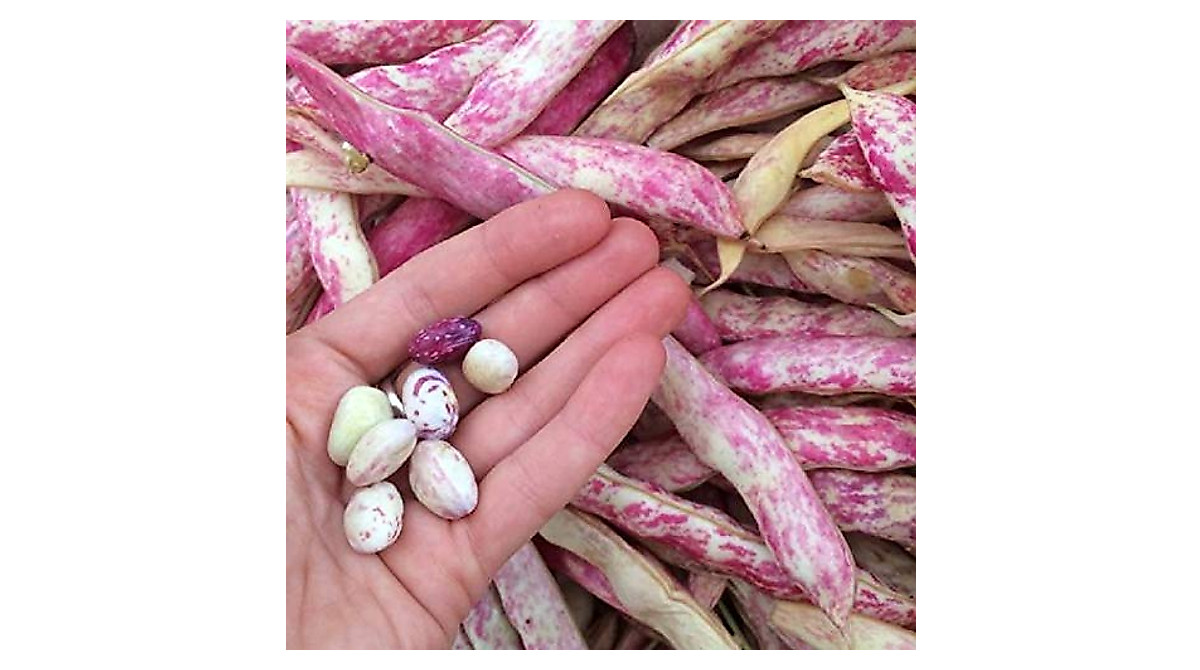 Taylor Dwarf Bush Bean Seeds - Heirloom Non-GMO for Garden & Cooking