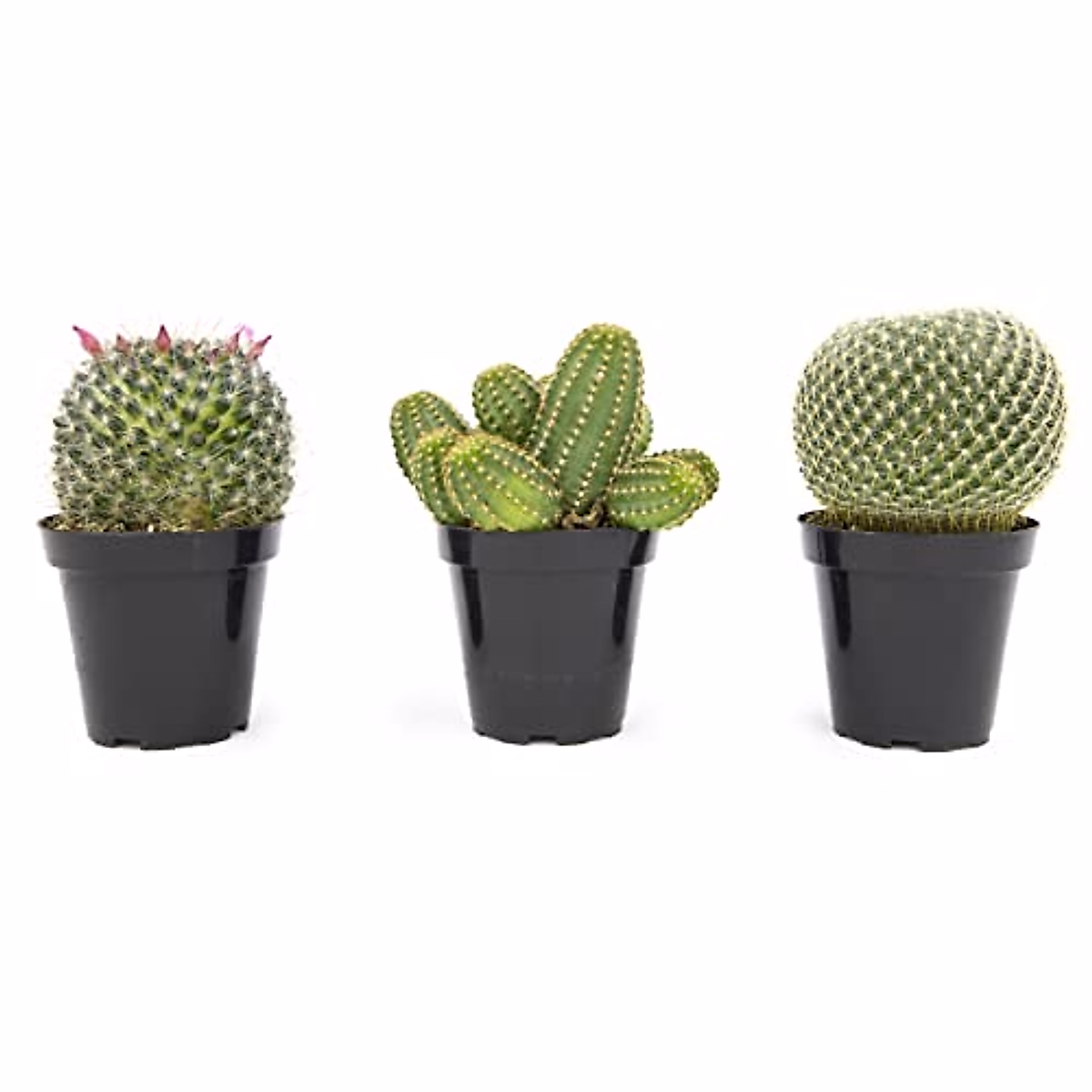 Altman Plants, Assorted Cactus Plants Live Plants (3PK), Cactus Plant Live Succulents Plants Live Cactus Decor, Indoor Plants Live House Plants in Cactus Soil, Live Cacti Plants Live Succulent Plants