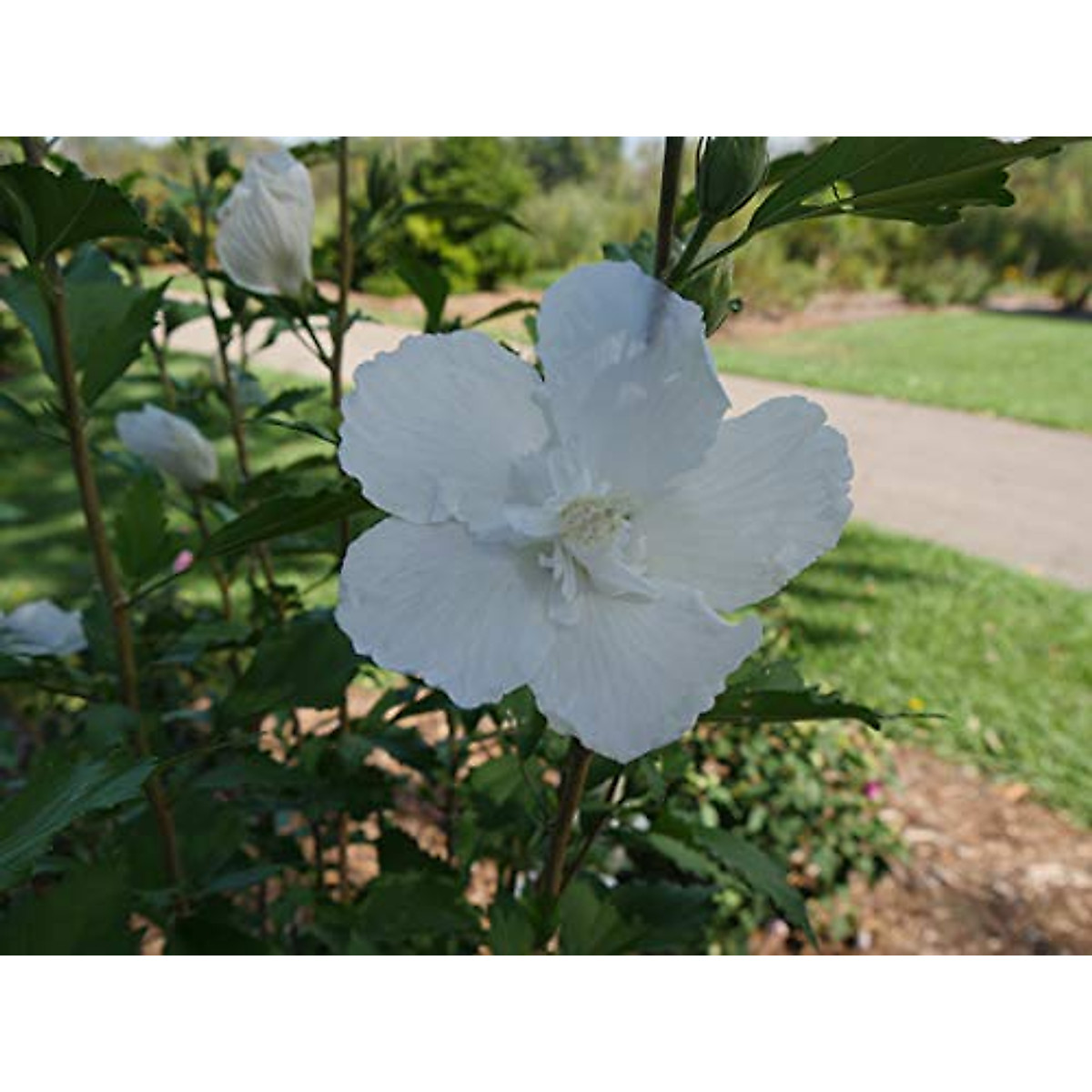 Proven Winners HIBPRC2417800 White Pillar Live Shrub 4.5" Quart