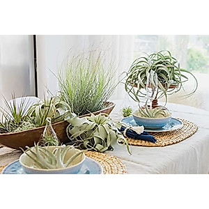 Large Xerographica Air Plants 5 to 7 Inch Wide - Air Plants Live Tillandsia Succulent House Plants Holders - Available in Wholesale and Bulk Air Plant - Home and Garden Decor - Easy Care Indoor and Outdoor Plants (1 PC)