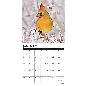 Willow Creek Press Cardinals 2024 12" x 12" Wall Calendar