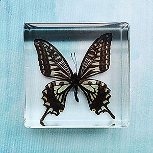 Real Butterfly Insect Specimens In Resin Paperweight Crafts, Animal Taxidermy Collection for Science Education & Desk Ornament (Butterfly-03)