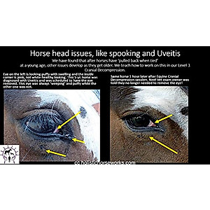 Holistic Horseworks Level 2 Equine Whole Body CranioSacral Unwinding And Advanced Applied Kinesiology Horse DVD Home Study Course - Level 1 Equine Musculoskeletal Unwinding Required