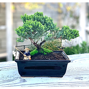 Live Dwarf Juniper Bonsai Tree About 6 Years Old with Cute Ceramic Fisherman | Juniper or Jade Bonsai Tree | Indoor/Outdoor | 100% Handcrafted| Home and Office Décor | Best Gift for Holiday
