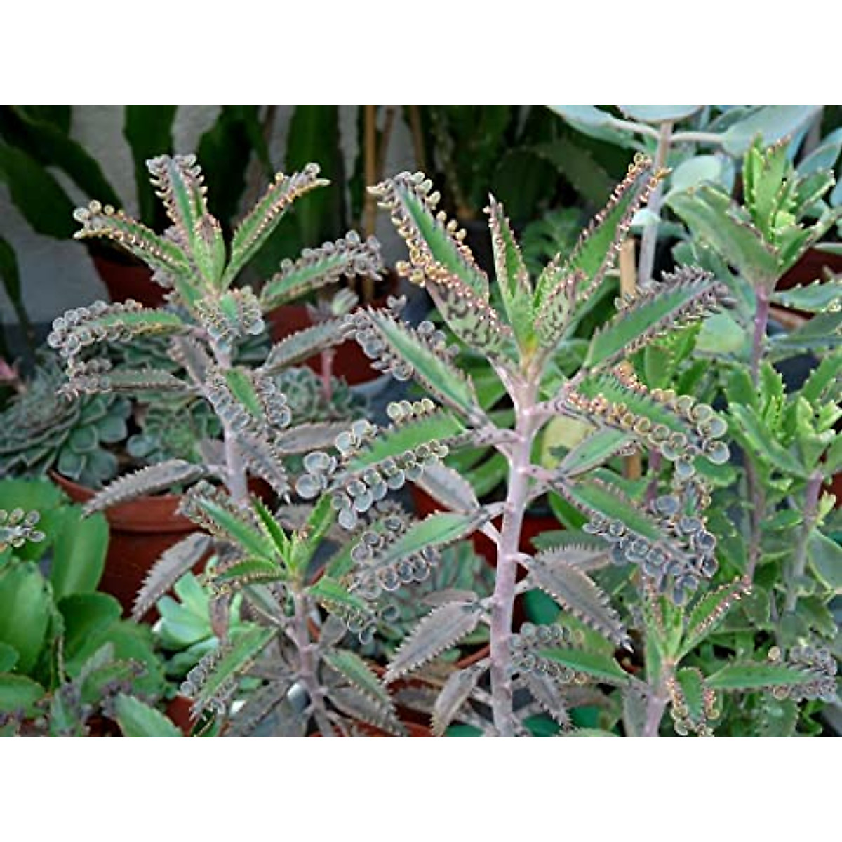 5 Mother of Millions Kalanchoe Plants, Planting Ornaments Perennial Garden Simple to Grow Pots Gifts, 2 Inches in Tall