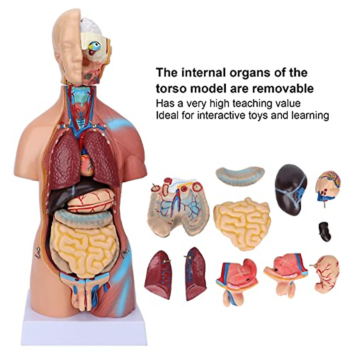 Body Internal Organs Model, Accurate Structure Human Torso Model for Hospital for School