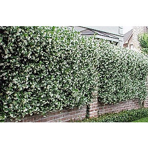 Confederate Star Jasmine Plant - 6" Pot - Extremely Fragrant Vine