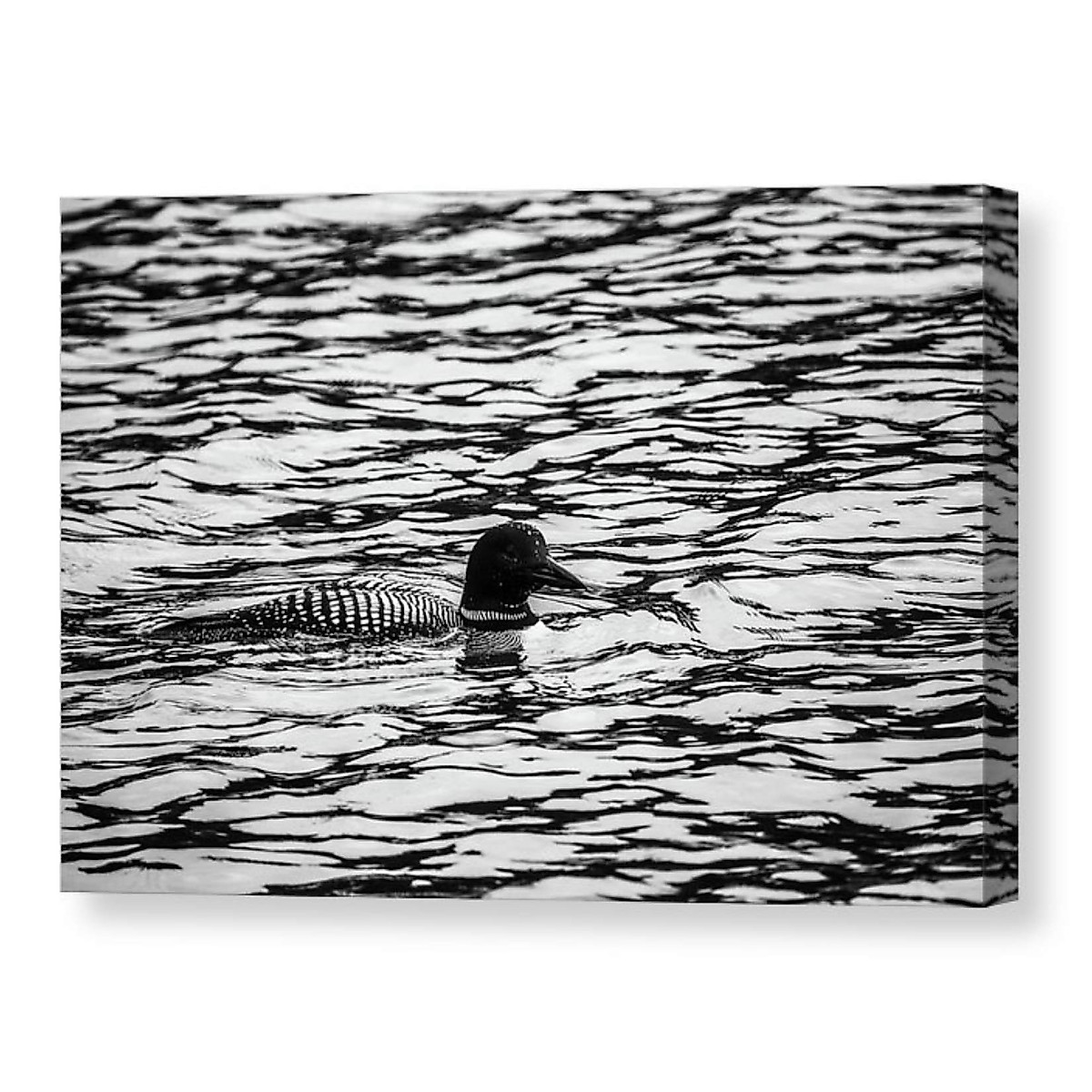 Black and White CANVAS Print Nature Photo Swimming Loon on Water Bird Photography Silver Gray Wall Art Monochrome Home Decor Ready to Hang