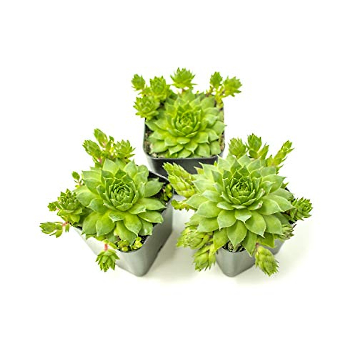Sempervivum Succulents Plants Live Indoor Plants (3PK), Sempervivum Plants Live Houseplants, Hen and Chicks Live Plants Indoor House Plants, Rosette Succulent Plants in Plant Pots by Plants for Pets