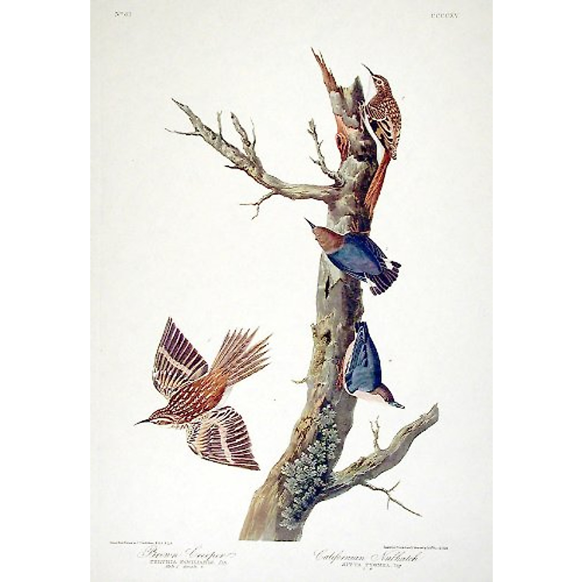 Brown Creeper, Californian Nuthatch. From"The Birds of America" (Amsterdam Edition)
