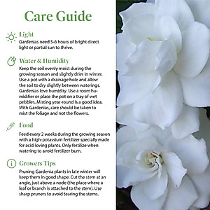 American Plant Exchange Gardenia Veitchii Bush, Fragrant White Flower Blooms, Live Gardenia Plant, 6-Inch, Ideal for Home and Garden Decor