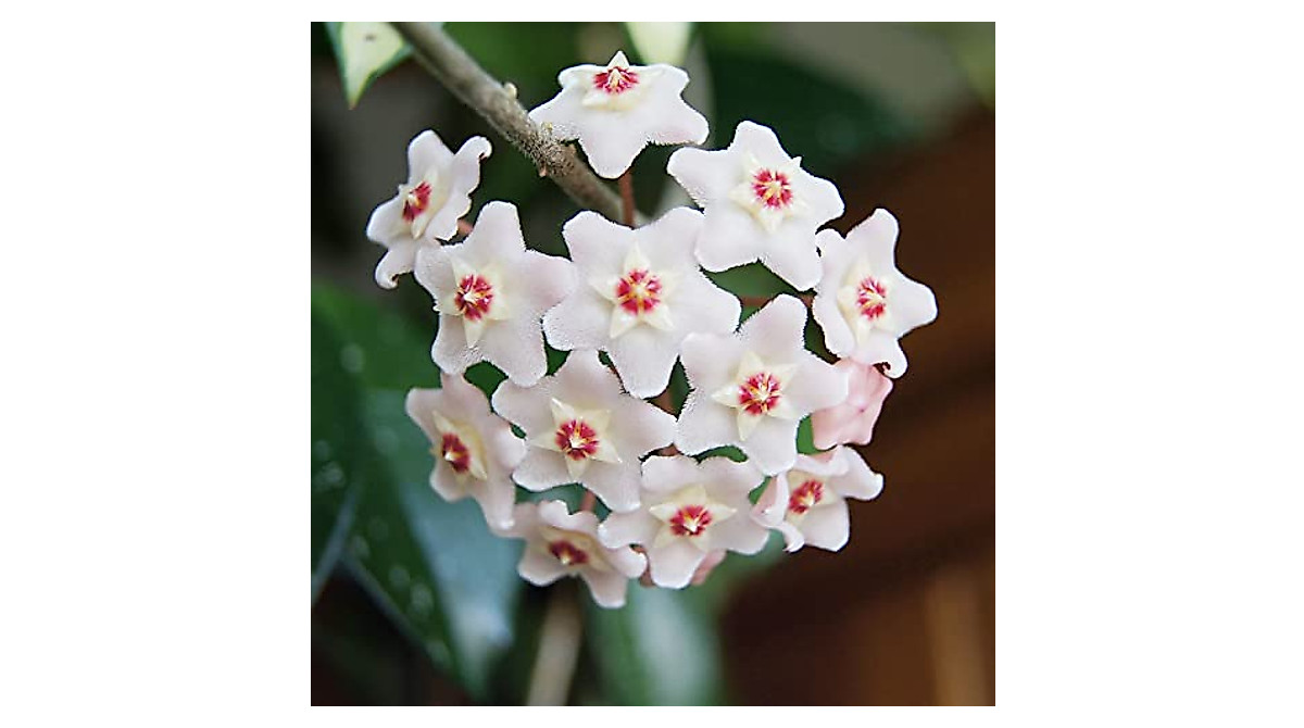 Hoya Carnosa Wax Plant Seeds: Easy Grow Fragrant Flowers