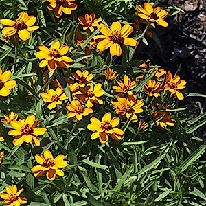 Outsidepride Zinnia Star Gold Heat & Drought Tolerant Garden Cut Flowers - 250 Seeds