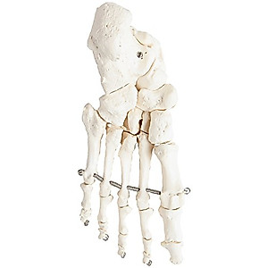 Axis Scientific Skeletal Foot | Left | Fully Articulated Flexible Foot Skeleton is Secured with Quality Wire to Demonstrate Movement | Includes Product Manual