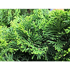 WOOD FOOD Cutting Board Wax (Japanese Cypress)